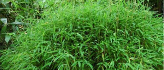 Niet woekerende bamboe 'Moontears' boobux - Tuincentrum.be