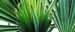 Palmboom kopen | Hoge kwaliteit palmen - Tuincentrum.be