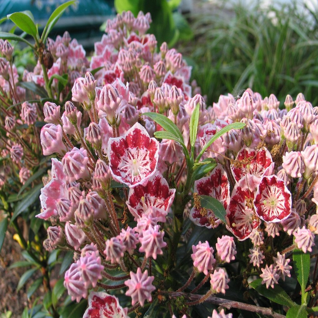 Kalmia Latifolia Kalmia Latifolia Bullseye Mountain Laurel From