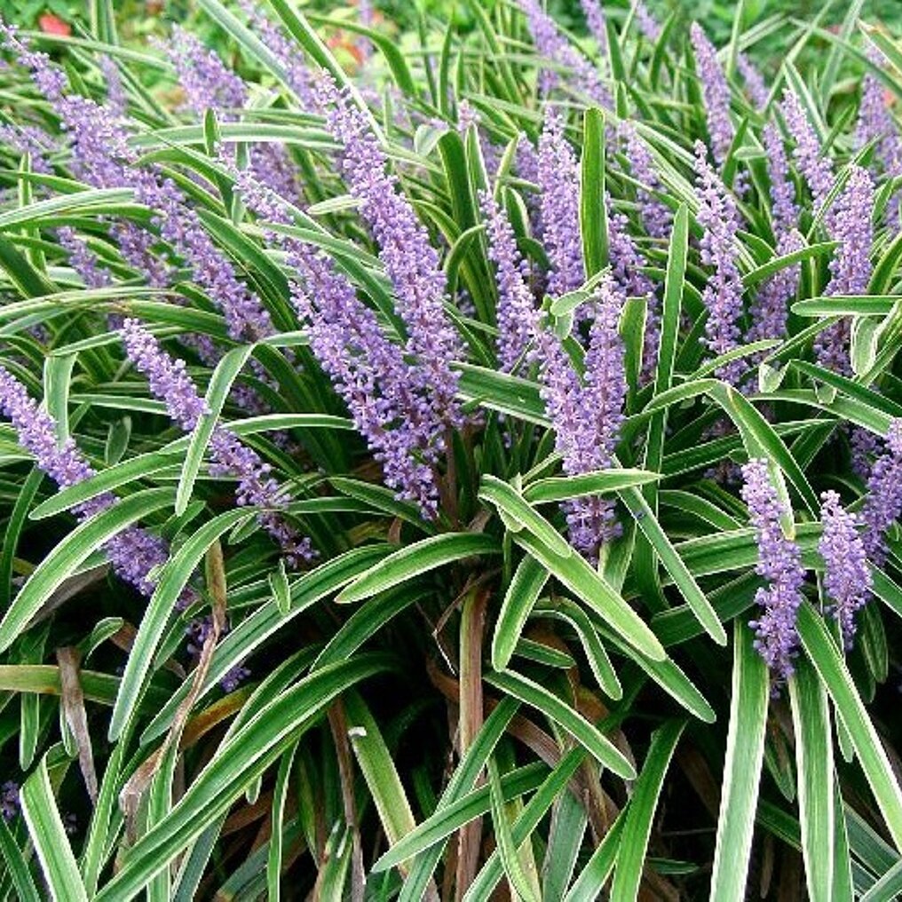 Liriope Spicata Border Liriope Spicata 'Silver Dragon' From NVK