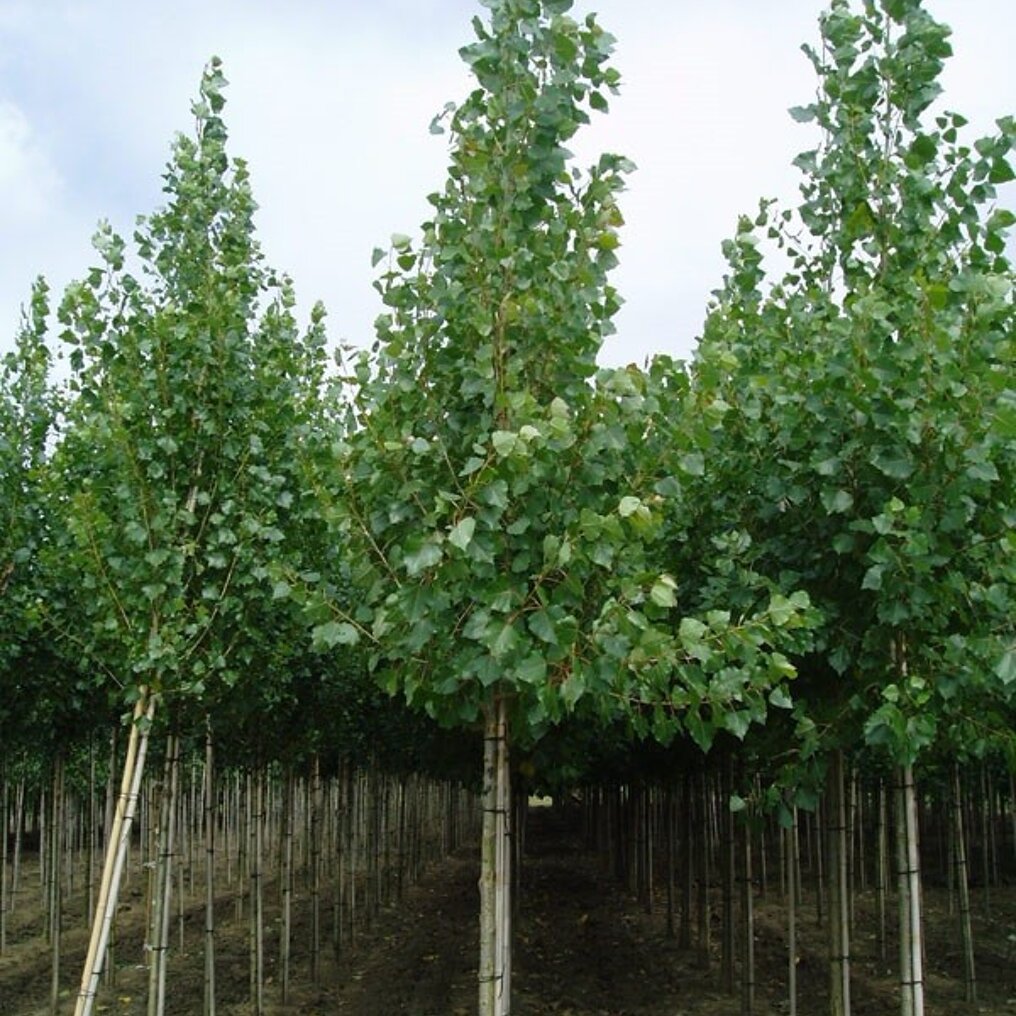 populus robusta